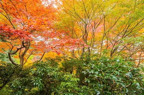 간사이 교토시의 단풍단나 단풍또는 단풍단원단풍의 단풍이 단풍의 단풍을 선사합니다 일본의 나무 자연 풍경 배경입니다 0명에 대한