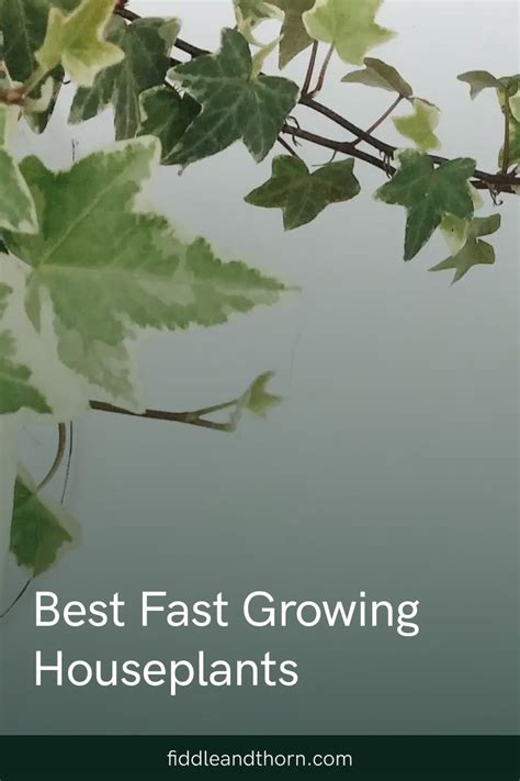 10 Of The Fastest Growing Houseplants