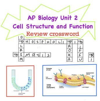 AP Bio Unit 2 Cell Structure Function Crossword Great For Review Or Sub Plans
