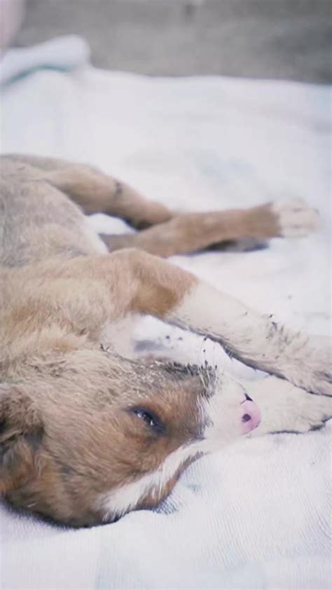 Jinhe Dogs Nahin Bhi Pasand Un Me Se Bhi Kam Hi Honge Jo Unhe Dard