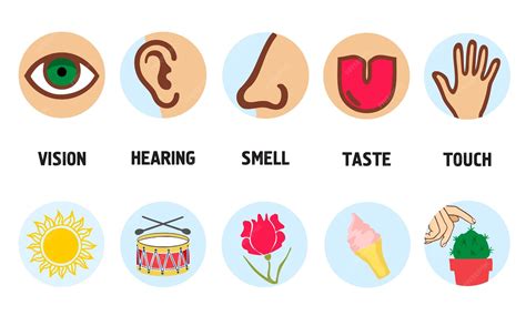 Premium Vector Five Senses Vision Taste Touch Smell Hearing Senses