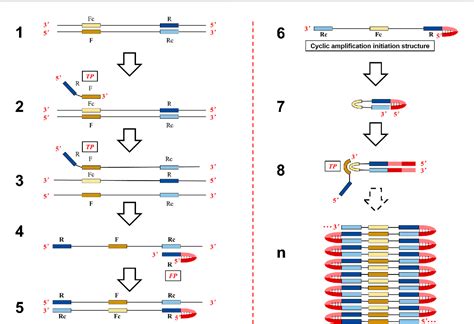 Figure 1 From Asymmetric Stem Loop Mediated Isothermal Amplification Of Nucleic Acids For Dna