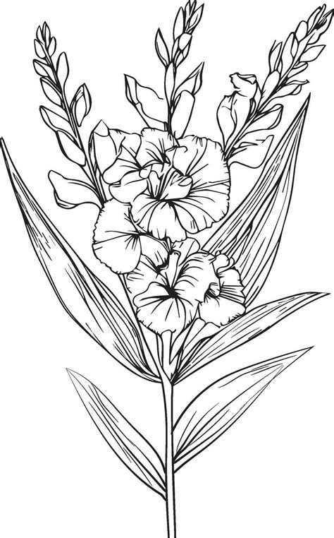August Birth Flower Gladiolus Gladiolus August Birth Month Flower