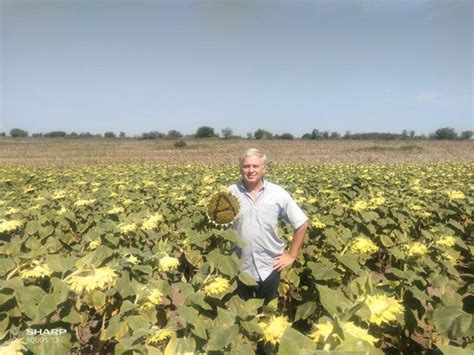 Сега е моментът за правилна инвестиция при отглеждането на царевица и слънчоглед Български Фермер