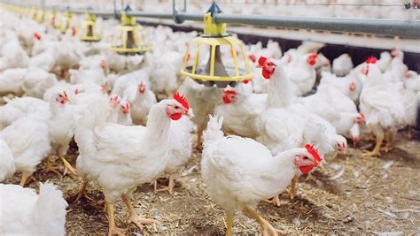 Coccidiosis In Broilers What Role Will New Vaccines Play Farmers
