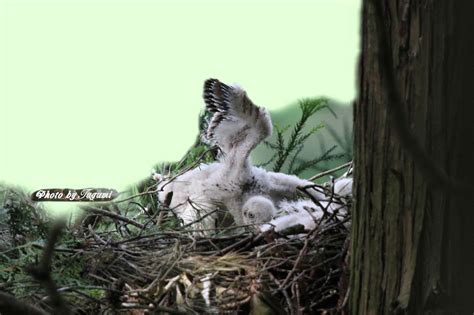 オオタカの初列風切羽 花鳥風月に遊ぶ