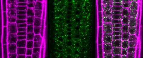 Peptide And Receptor Kinase Signalling Pathways