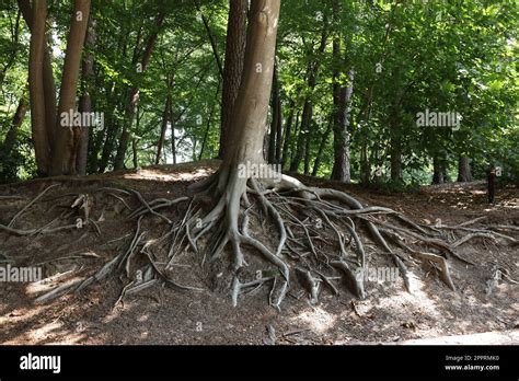 Tree Roots Visible Through Ground In Forest Stock Photo Alamy