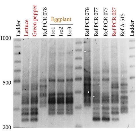 Toxigenic C Difficile Strains Isolated From Fresh Vegetables In Ohio