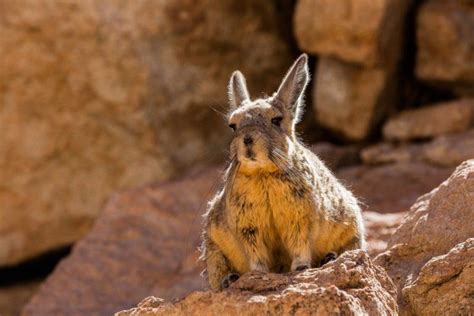 21 Wild Animals In Bolivia Wildlife In Bolivia Kevmrc
