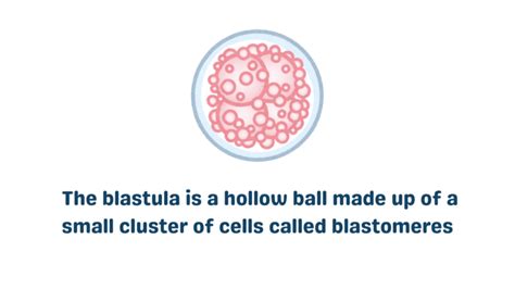 Answered What Are The Three Primary Germ Layers