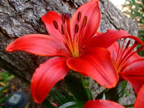 Red Lily Flowers Wallpaper 1600x1200 23500