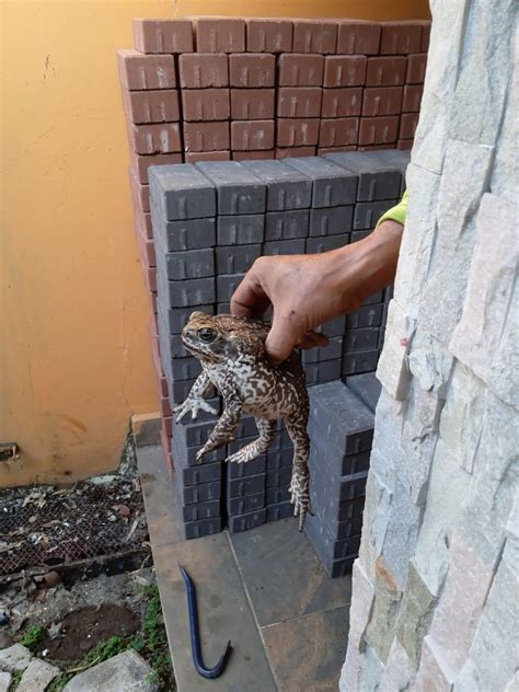 Could You Help Me Identify This Toad R Venturebros