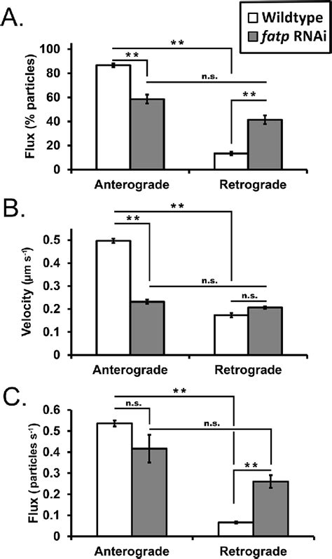 Characterization Of Hh Transport In A Model Of Neurodegeneration A Download Scientific