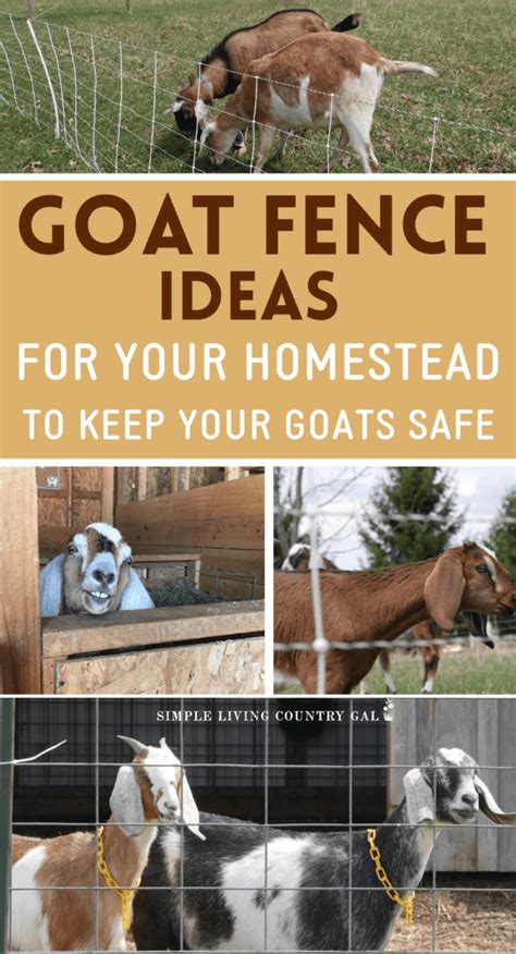 The Best Goat Fence Ideas For A Thriving Homestead Simple Living