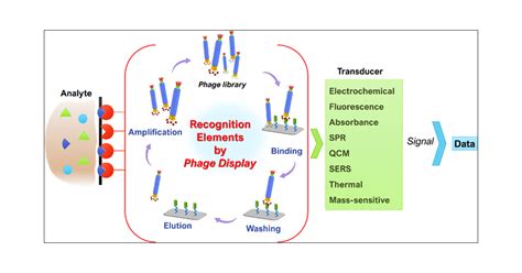 Phage Library Construction