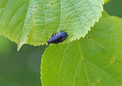ヒメクロゴキブリ 幼虫 南大沢生き物便り