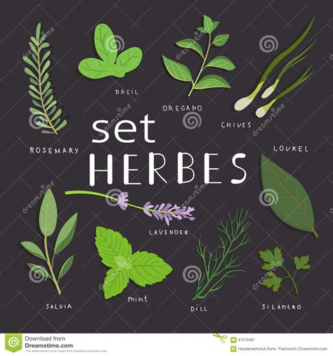 Aromatic Herbs Set Fresh Herbs And Spices Set Vector Illustration