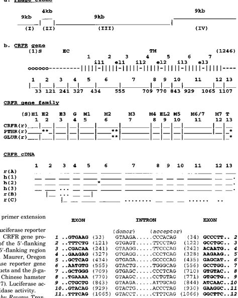 Figure 3 From The Genomic Structure Of The Rat Corticotropin Releasing Factor Receptor