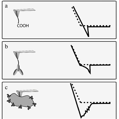 Methods Of The Atomic Force Spectroscopy A Chemical Force
