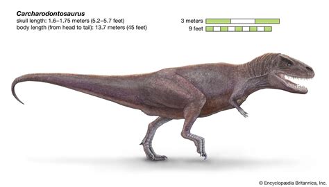 Carcharodontosaurus Size Skull And Facts Britannica