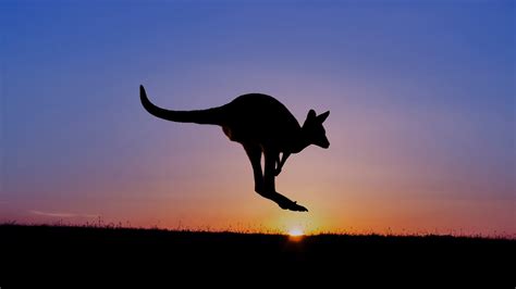 Kangaroo Wallpapers Wallpaper Cave