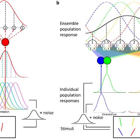 A Model Of Pooling And Population Coding Explaining The Formation Of A