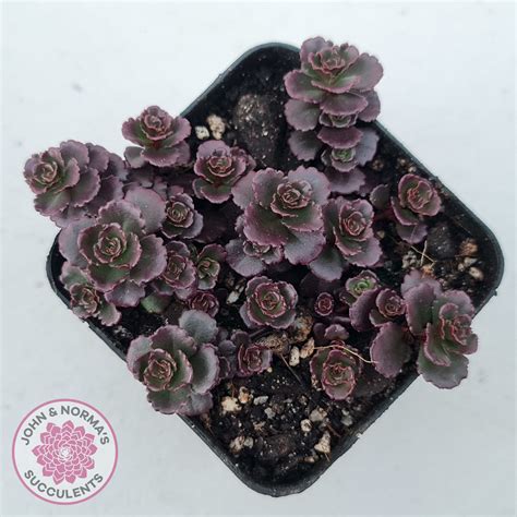 Sedum Spurium Chocolate Blob John And Normas Succulents John
