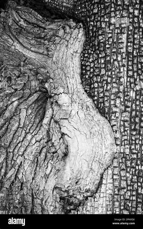 The Bark Of An Alligator Juniper And A Cottonwood Tree Growing Together In A Graphic Image