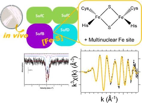 分离的大肠杆菌 Sufbc2d 复合物的 Fe S 簇的多模态光谱分析 Inorganic Chemistry X Mol