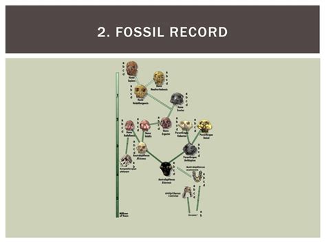 Ppt Evolution Review Macroevolution And Microevolution Powerpoint