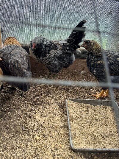 Easter Egger Cockerel Backyard Chickens Learn How To Raise Chickens