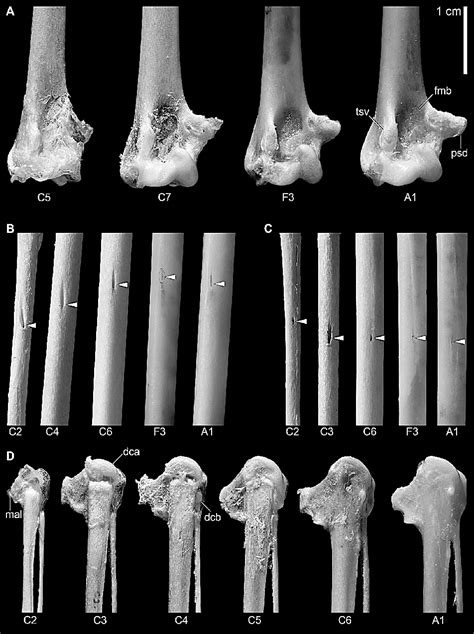 Figure 1 From Ontogeny Of Macroscopic Morphology Of Limb Bones In Modern Aquatic Birds And Their