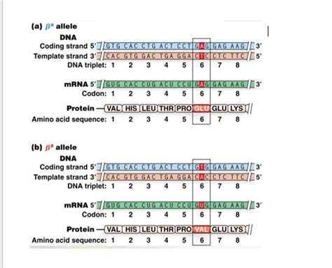 Template Strand Coding Strand