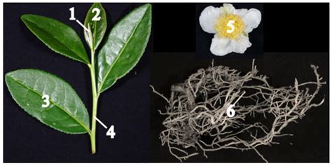 Molecules Special Issue Innovative Extraction Techniques And