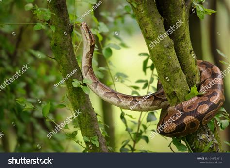 Python Climbing Tree Images Stock Photos Vectors Shutterstock