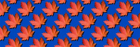 빨간색 단풍 나무는 파란색 배경에 패턴을 나뭇잎 맨 위 보기 플랫 레이 시즌 컨셉 화려한 단풍의 창조적 인 레이아웃 10월에 대한 스톡 사진 및 기타 이미지 Istock