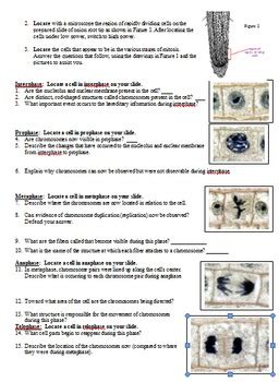 Identifying Stages Of The Cell Cycle Lab By Biology Fun TPT