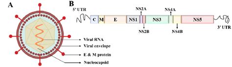 Structure Of The Dengue Virus And Evolution A Dengue Virus Is