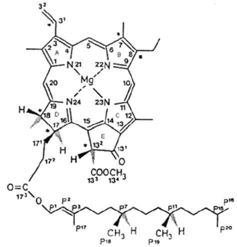 Structure Of Chlorophyll A With Numerated Atom Positions Download Scientific Diagram