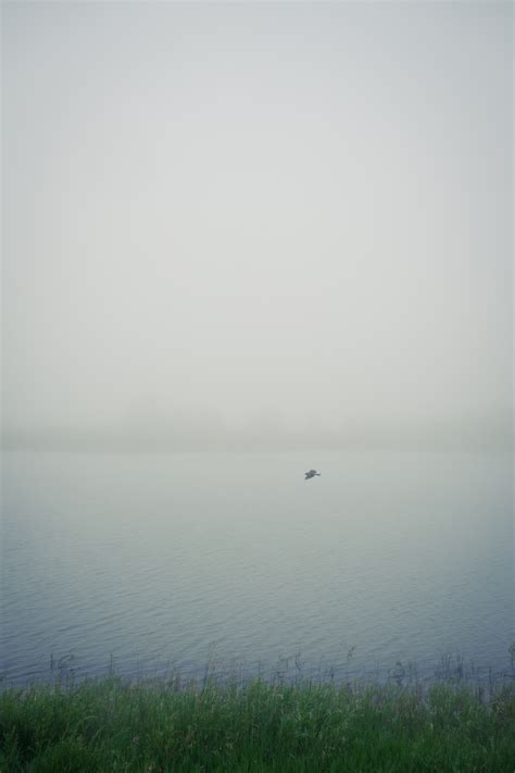Fog And Bird Sympolymathesy By Chris Krycho