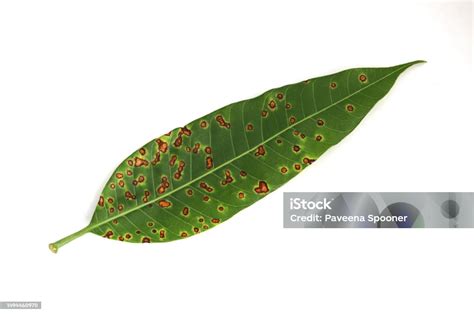 Anthracnose Disease On Mango Leaf Caused By Colletotrichum Gloeosporioides On White Background