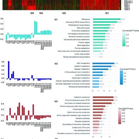 Transcriptional Dynamics Of The Ingested L Casei Zhang In The Human Download Scientific