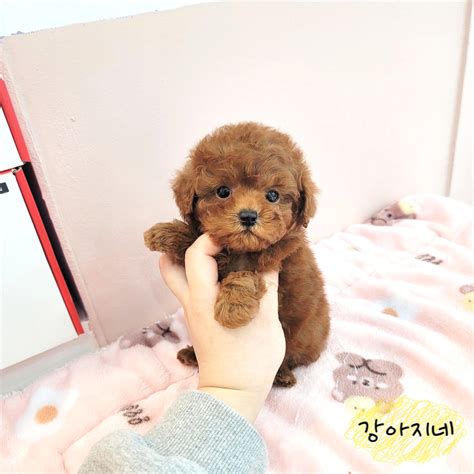 싸개싸개 무료강아지분양사이트