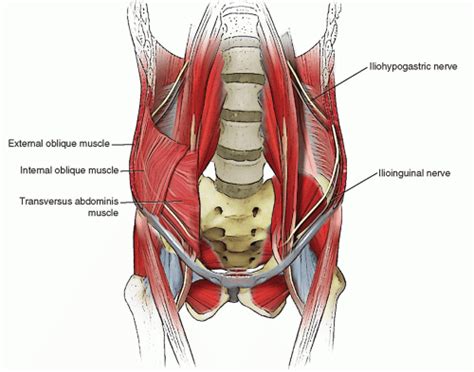Ultrasound Guided Iliohypogastric Nerve Block Anesthesia Key