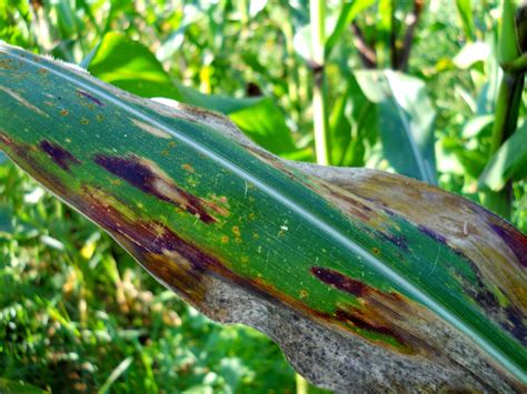 Crop Disease Is A Bit Tricky Mid West Farm Report
