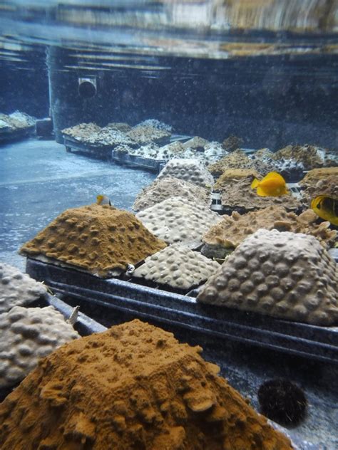 Earth Week Presentation “growing Up Fast A Land Based Coral Nursery For Restoring Hawai‘is