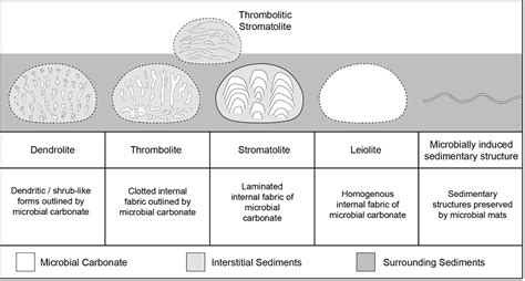 Cells In The Stone A Microbial Story Western Australian Naturalists Club