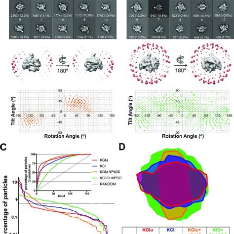 Single particle cryo EM analysis of 6S Eσ 70 particle orientation Download Scientific Diagram