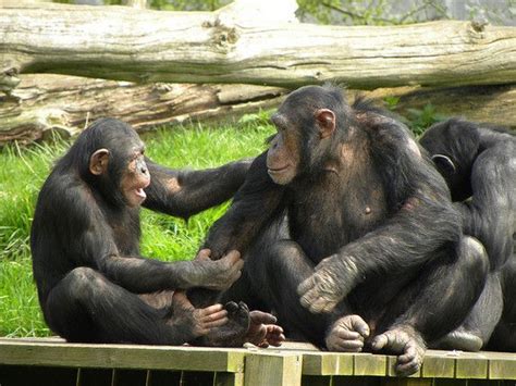 Chimps Have Better Short Term Memory Than Humans Live Science